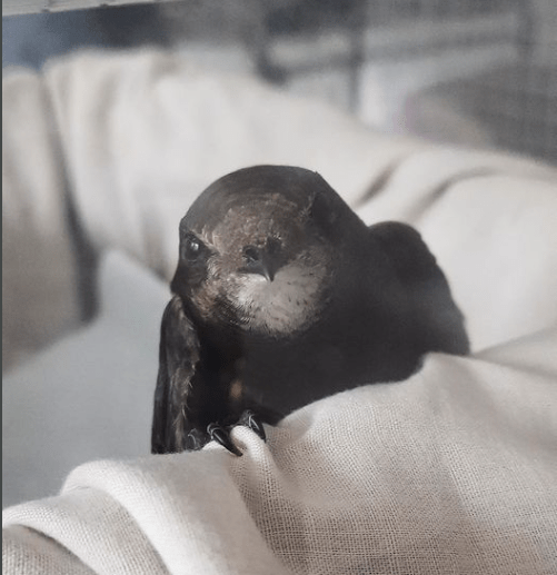 Contact Us: – Sheffield Swift Network