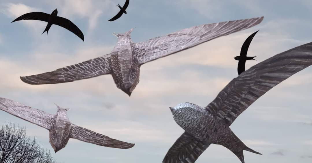 Come help make a Scream of Swifts – Sun 15th & 22nd January ...