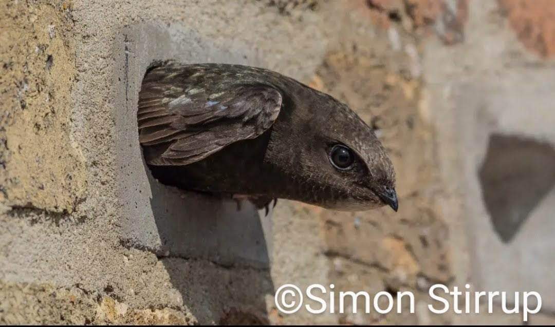 Shire Brook Valley Swifts Appeal – now closed. – Sheffield Swift Network
