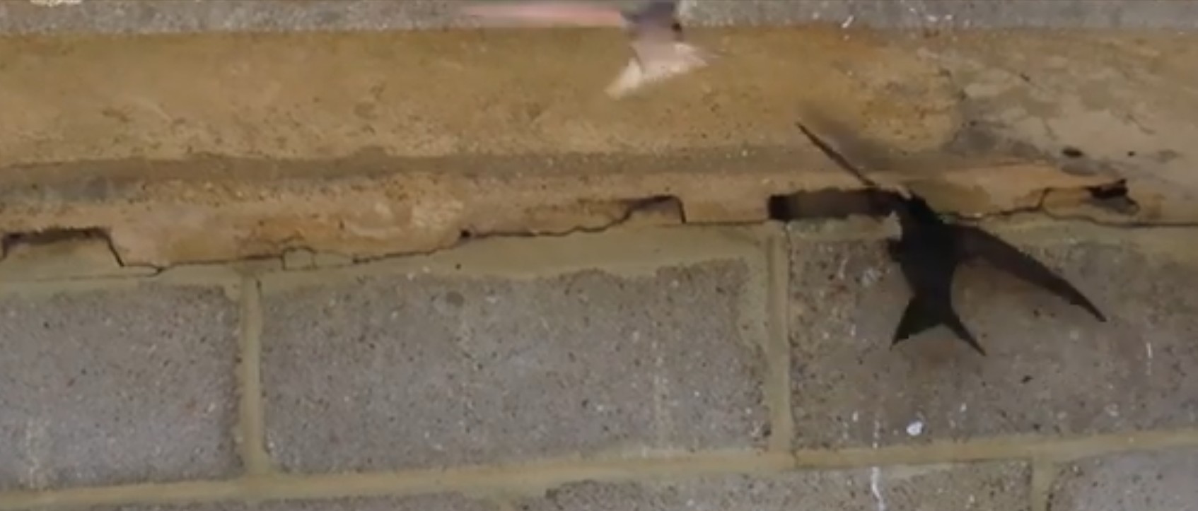 Surveying and reporting of swift sightings, and nests (either active or ...