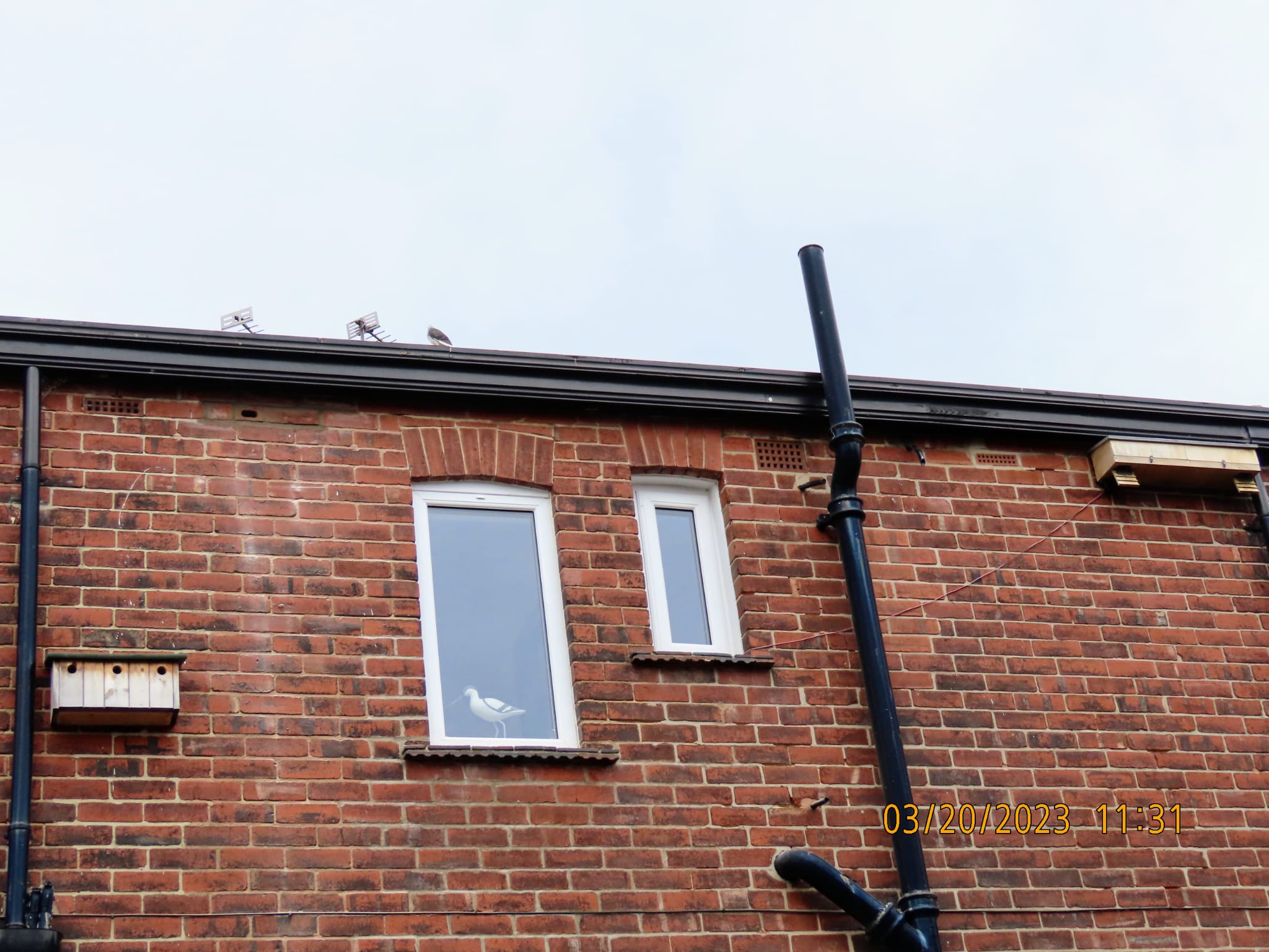 How to buy and retrofit a swift brick – it’s simple! – Sheffield Swift ...