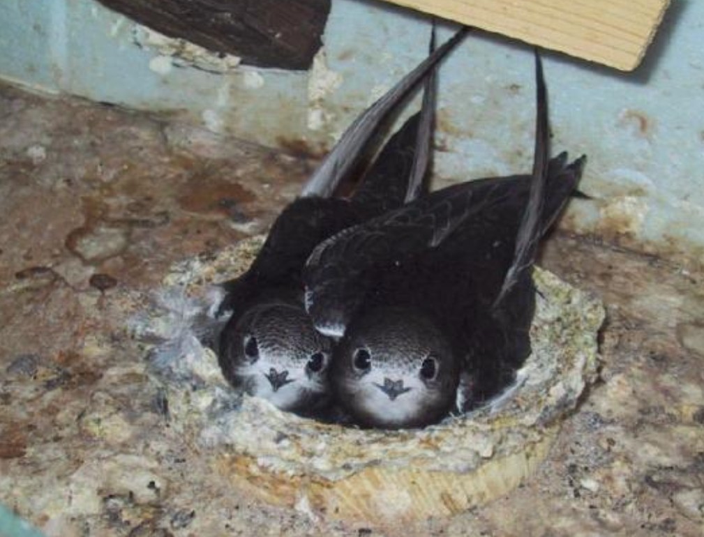 Surveying and reporting of swift sightings, and nests (either active or ...