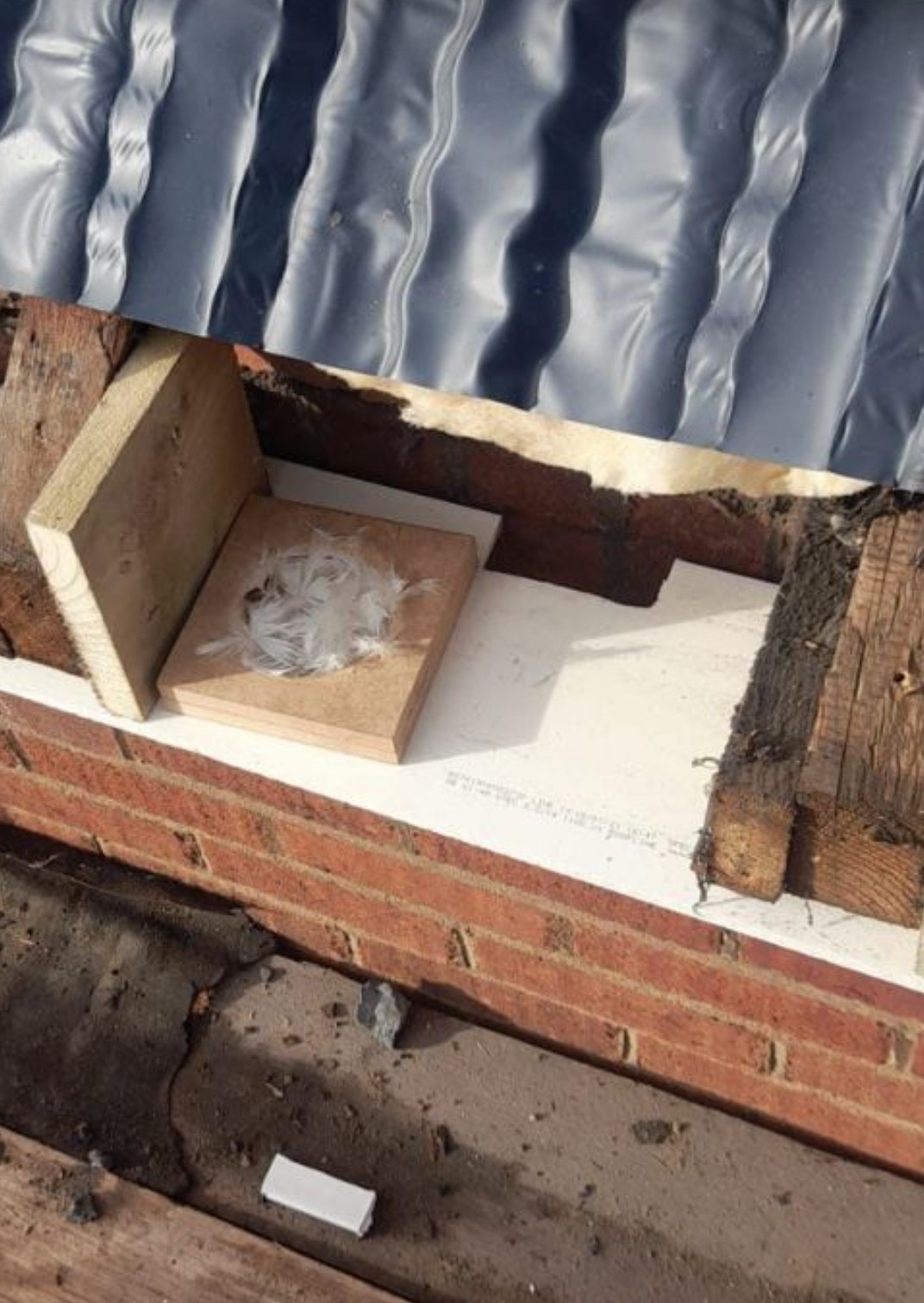 Information for Roofers – Sheffield Swift Network