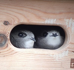 Recommended Nest Boxes and Locations – Sheffield Swift Network