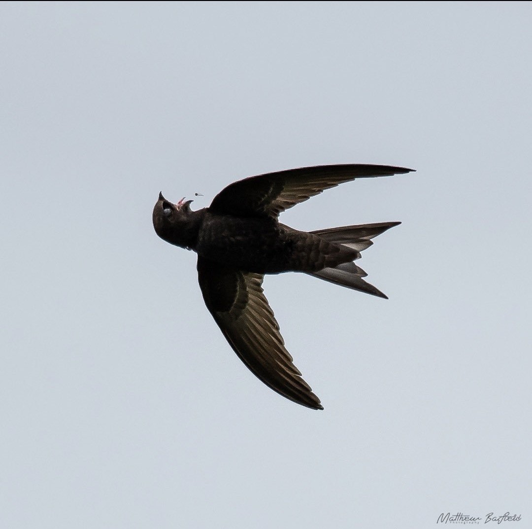 You might have swifts, here’s how to check! – Sheffield Swift Network