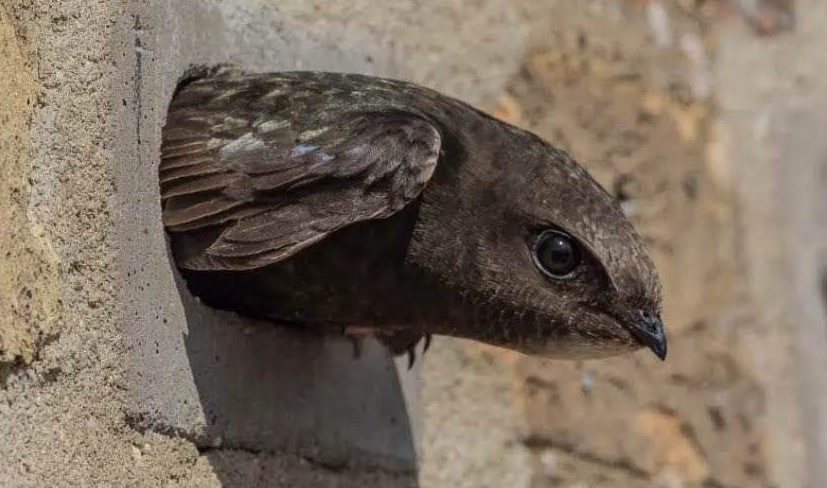 Swift Brick Installation Guide for New-Build Developments – Sheffield ...