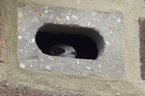 Swift Brick Installation Guide for New-Build Developments – Sheffield ...