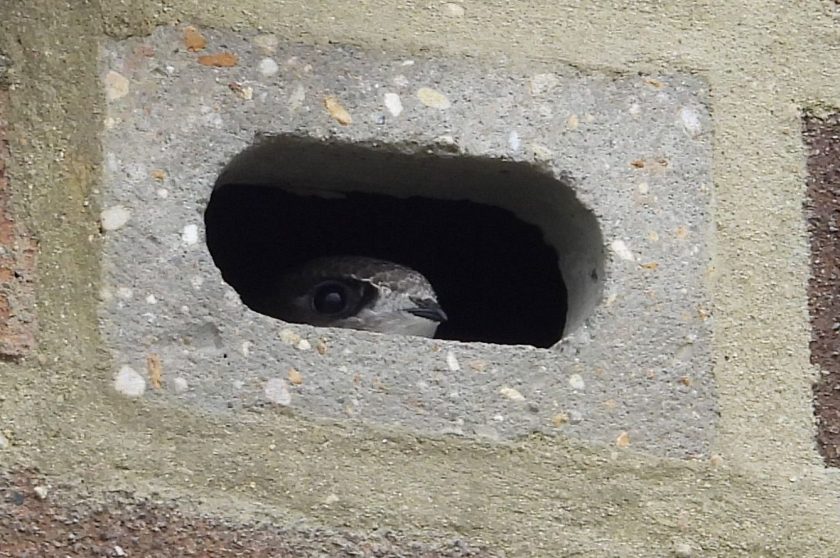 Swift Brick Installation Guide for New-Build Developments – Sheffield ...