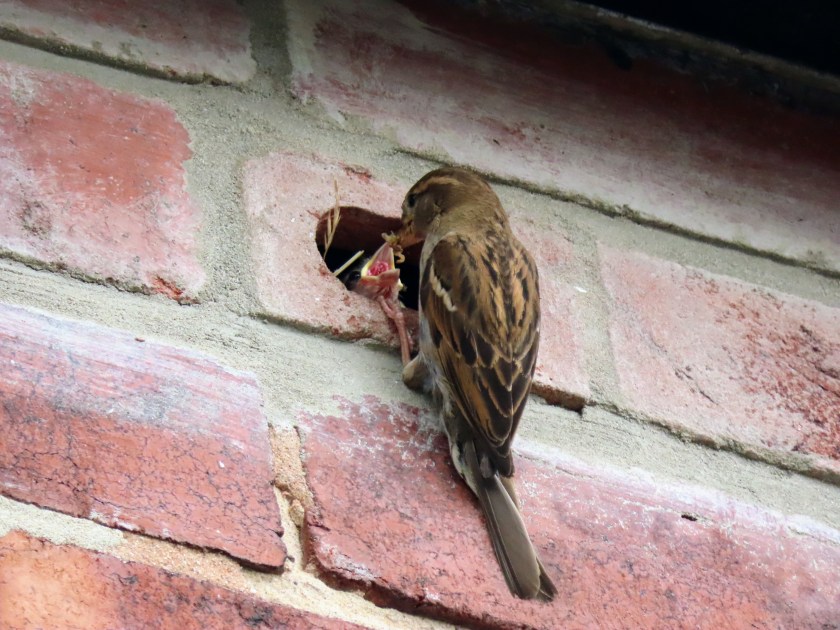 Swift Brick Installation Guide for New-Build Developments – Sheffield ...