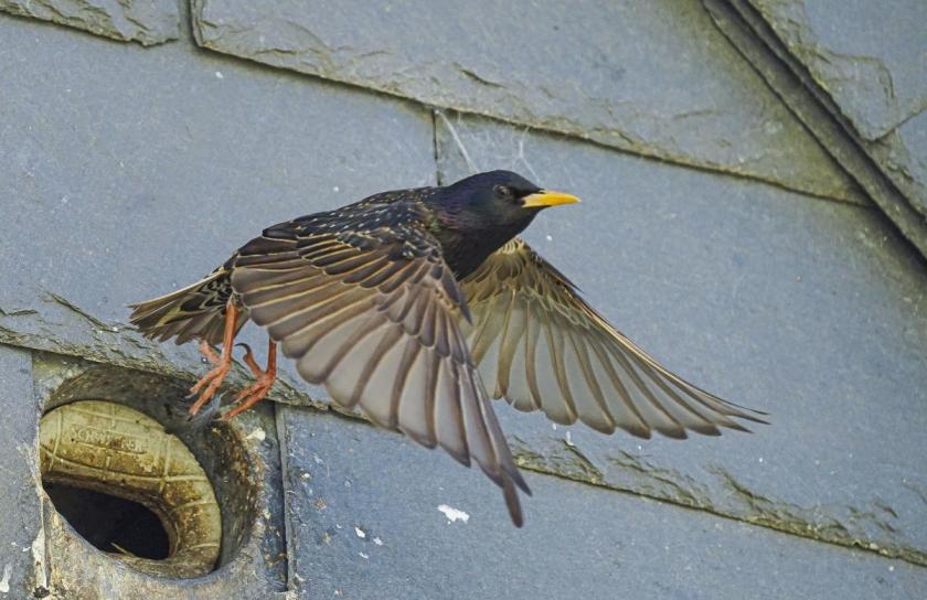 Swift Brick Installation Guide for New-Build Developments – Sheffield ...