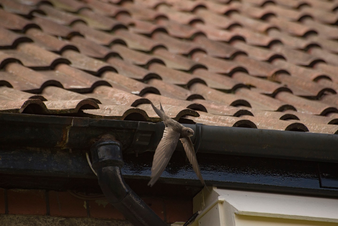Information for Builders and Roofers – Sheffield Swift Network
