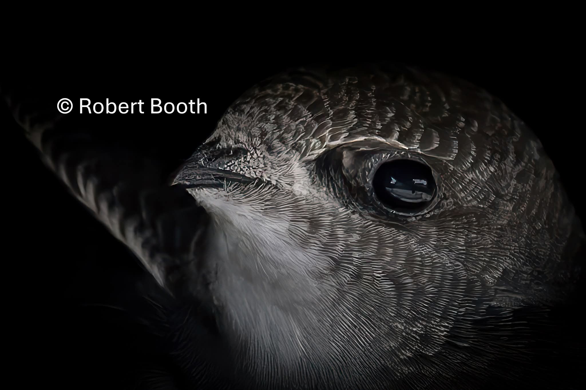 Swifts: Part Bird – Part Sky – Sheffield Swift Network