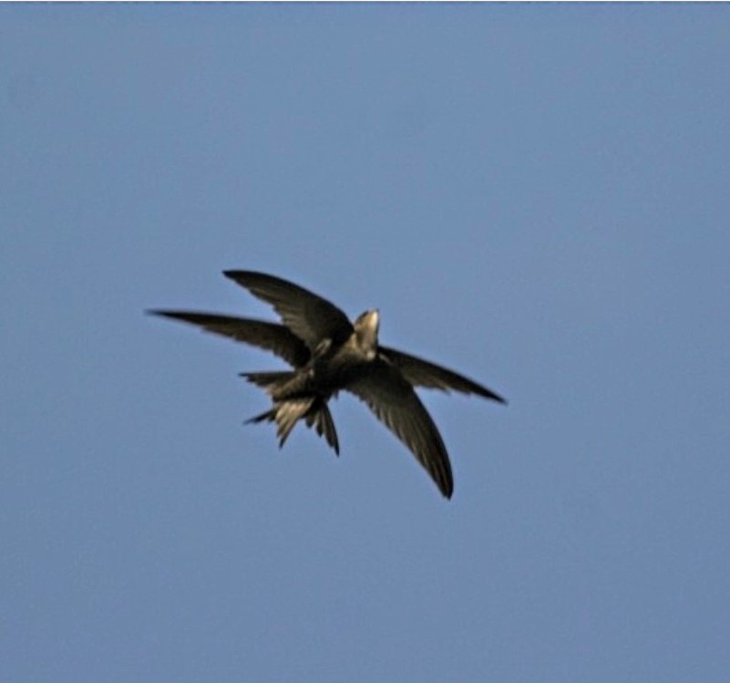 Swifts: Part Bird – Part Sky – Sheffield Swift Network