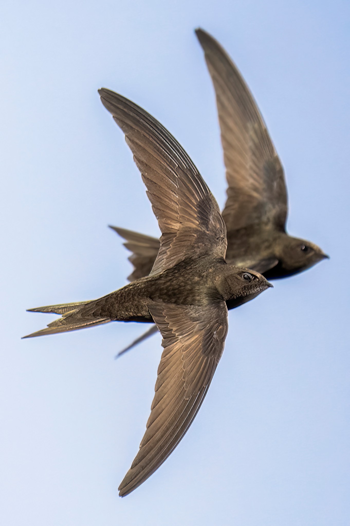 Swifts: Part Bird – Part Sky – Sheffield Swift Network
