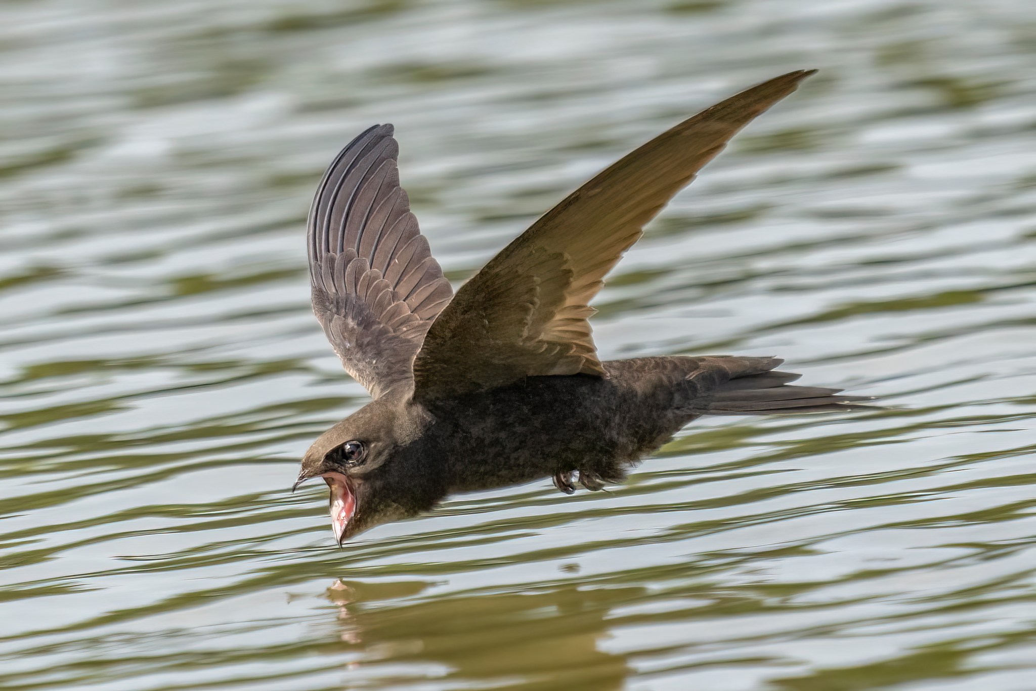 Swifts: Part Bird – Part Sky – Sheffield Swift Network