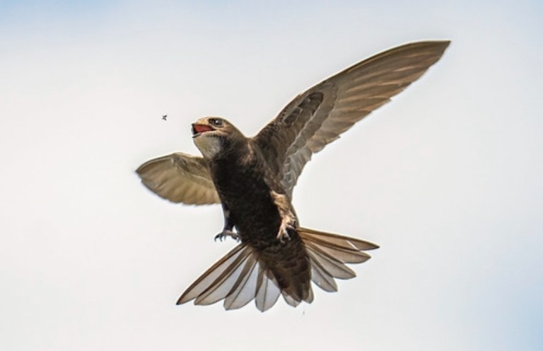 Swifts: Part Bird – Part Sky – Sheffield Swift Network