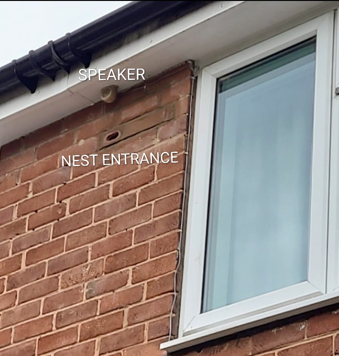 How to attract swifts to artificial nests – Sheffield Swift Network